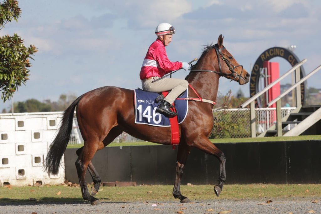 Cole seeking more glory at Te Rapa