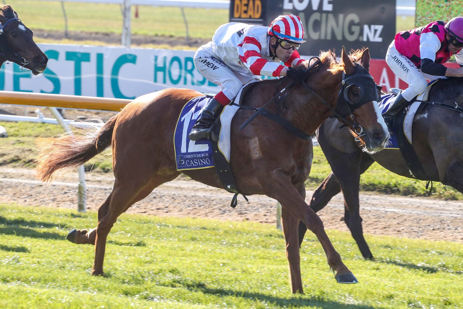 Tyler has big plans for promising stayer