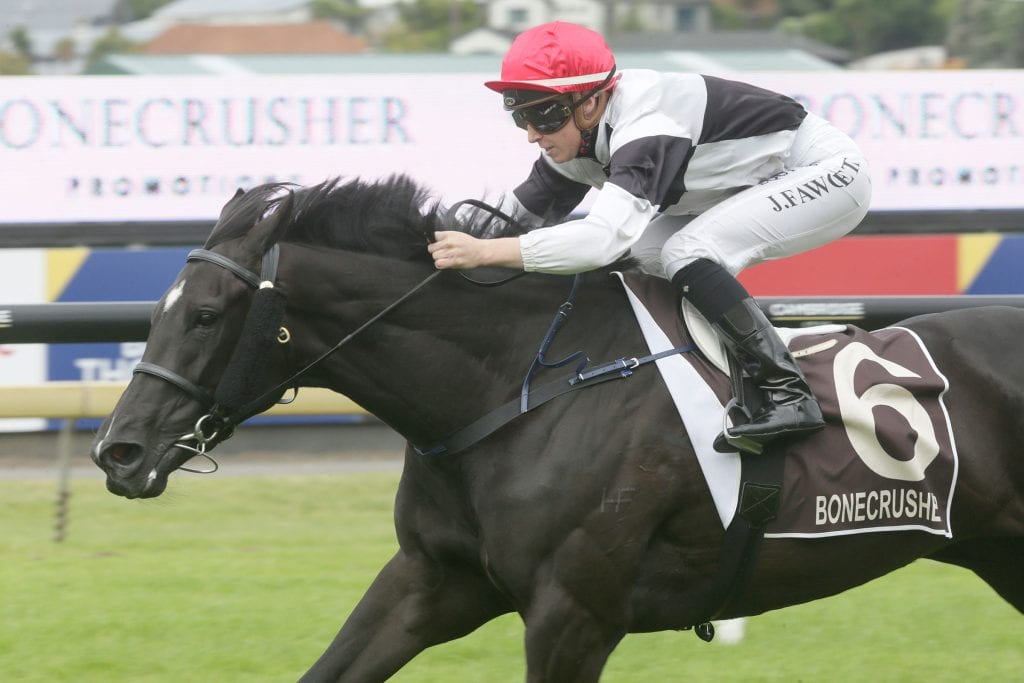 Australian trainer Mitchell Beer to unveil latest Kiwi import